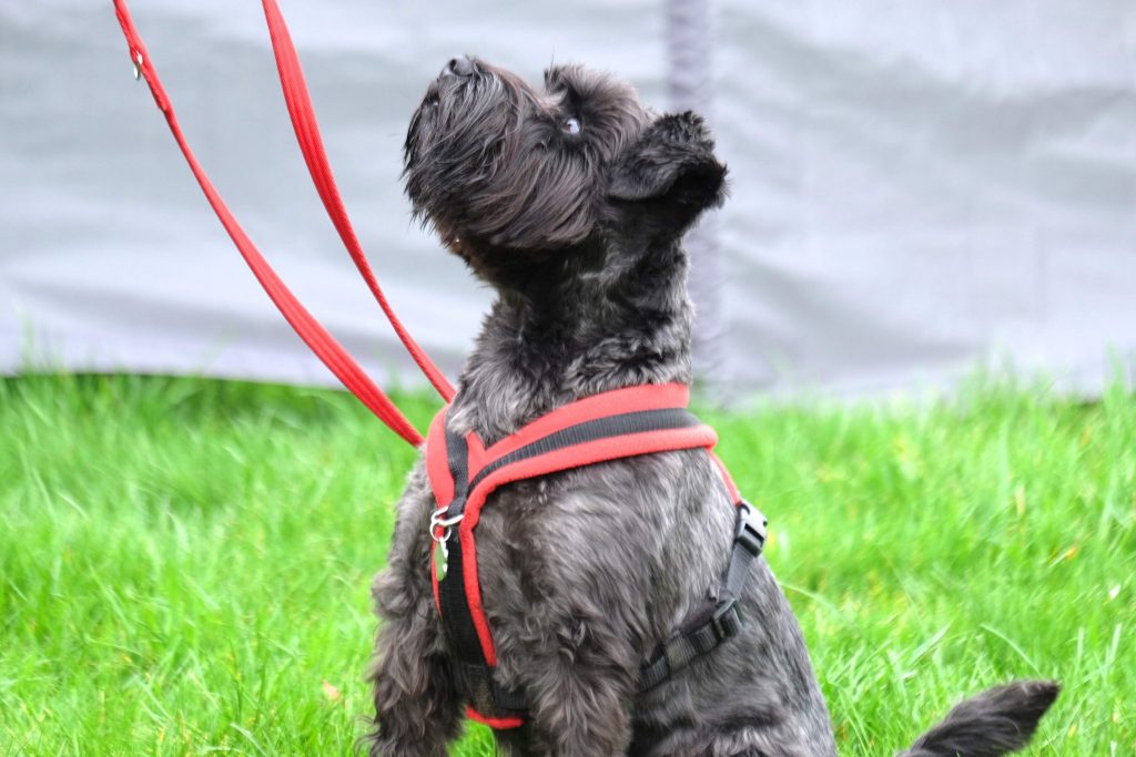 Leads & Harnesses Archives - Horton Dogs